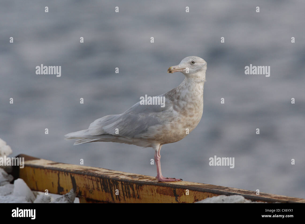 Third winter Glaucous Gull Larus hyperboreus, Batsfjord, Varanger ...