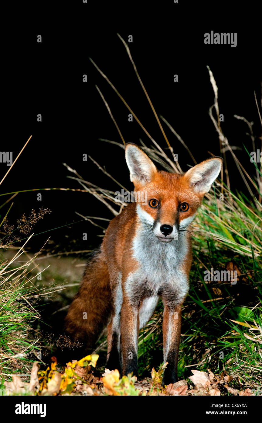 Fox at night Stock Photo - Alamy