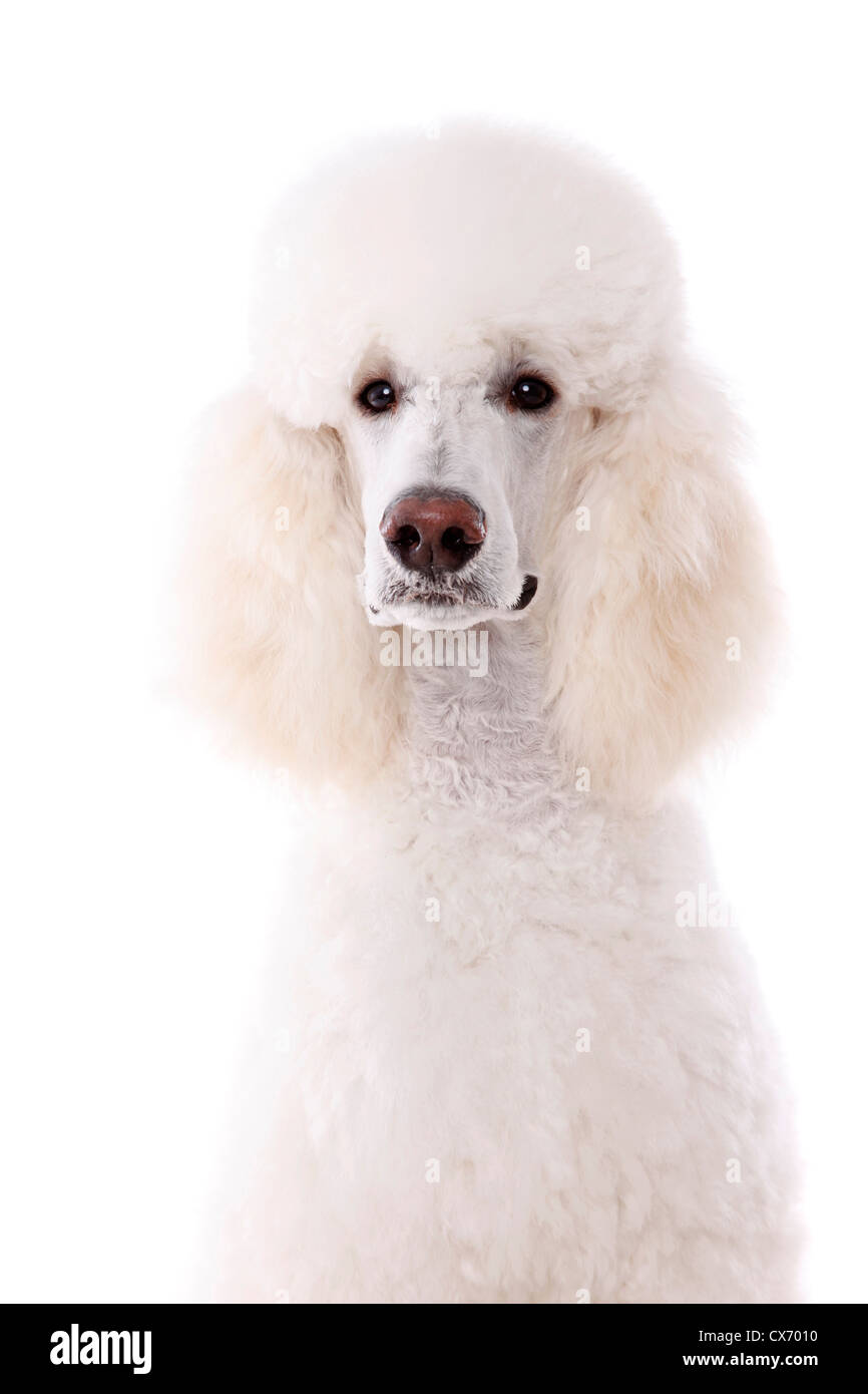 standard poodle portrait Stock Photo - Alamy