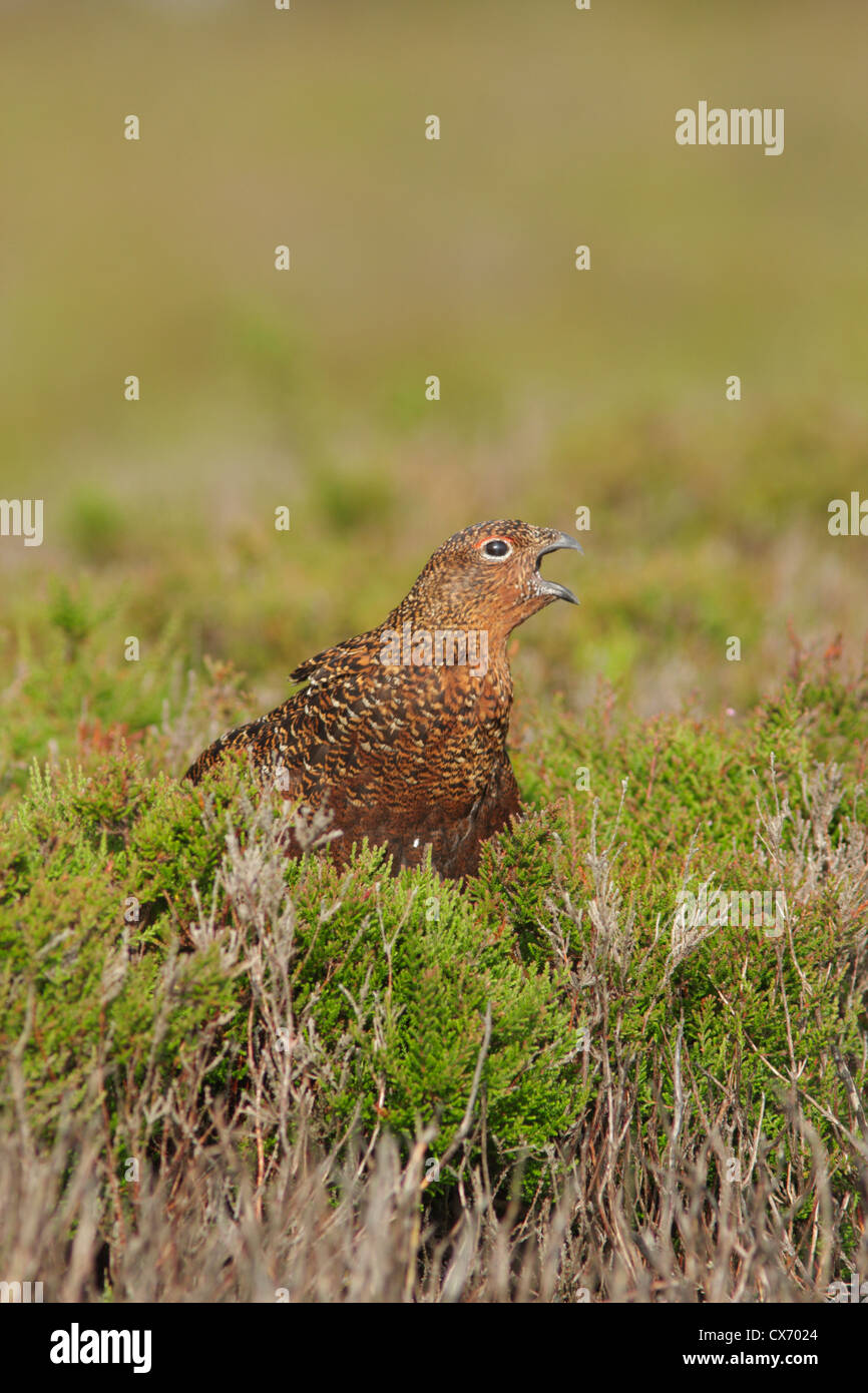 Open heather moorland bird hi-res stock photography and images - Alamy