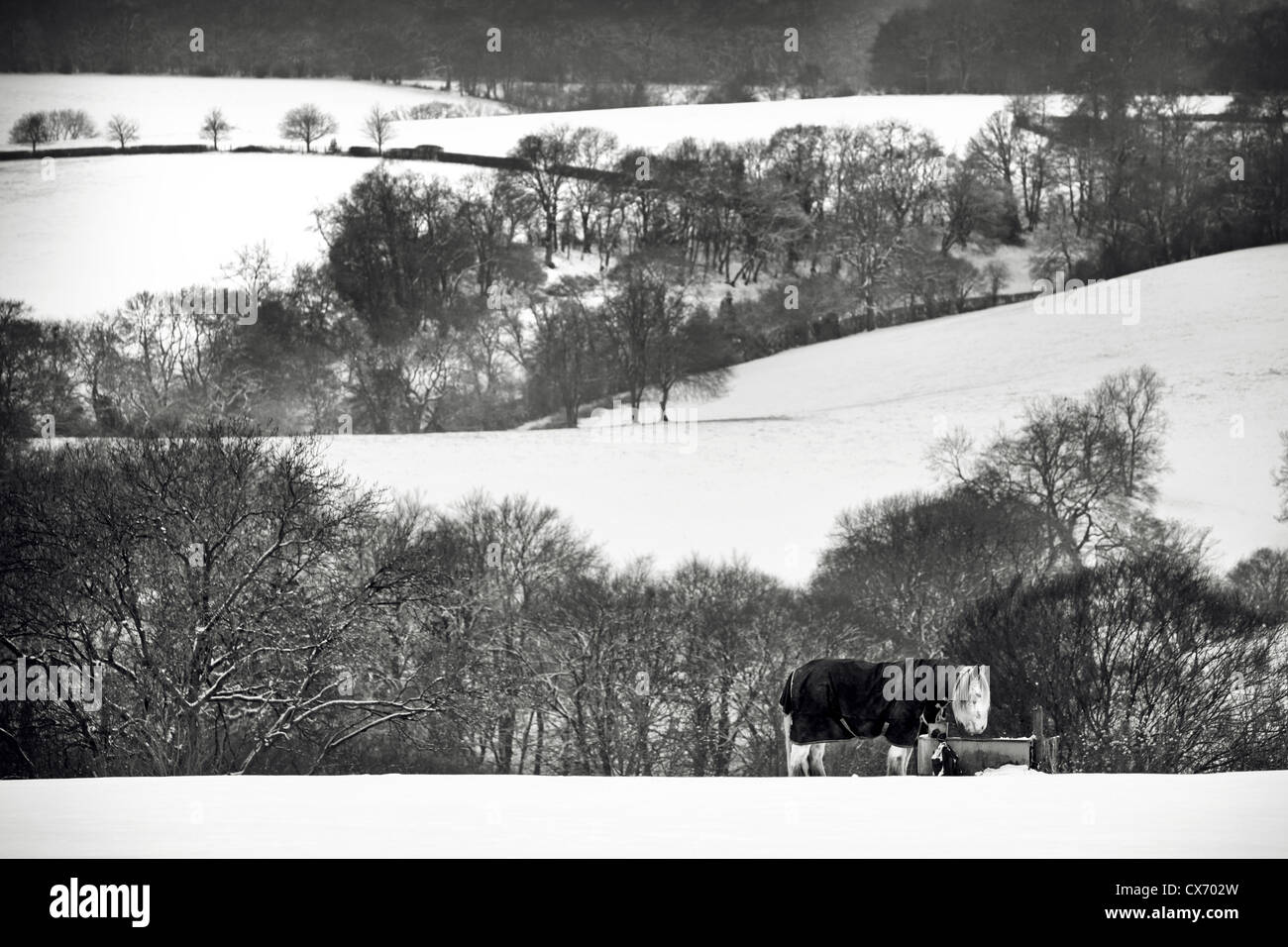 Snowy winter scene with one Cart/Shire horse drinking from a frozen ...