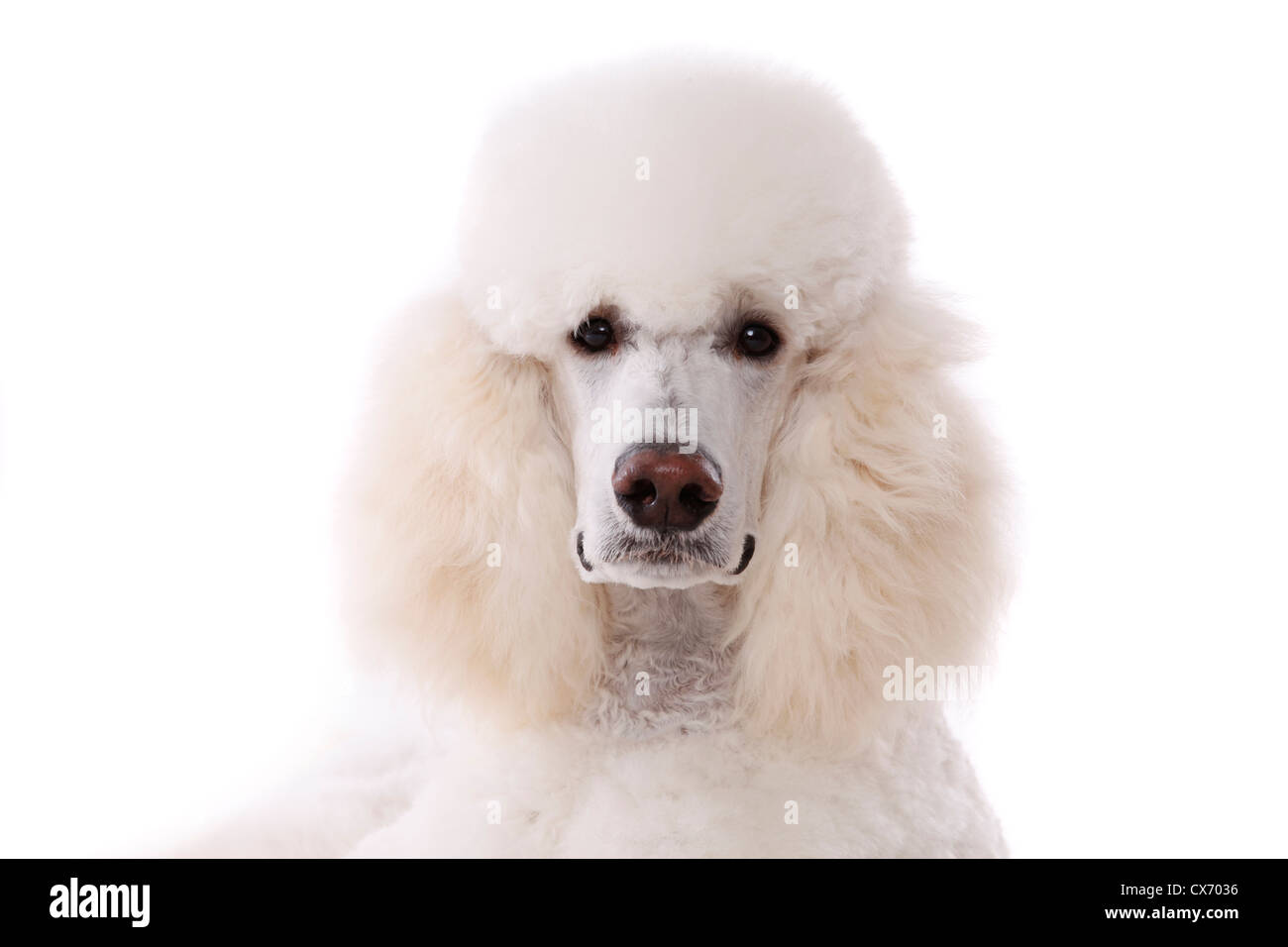 standard poodle portrait Stock Photo - Alamy