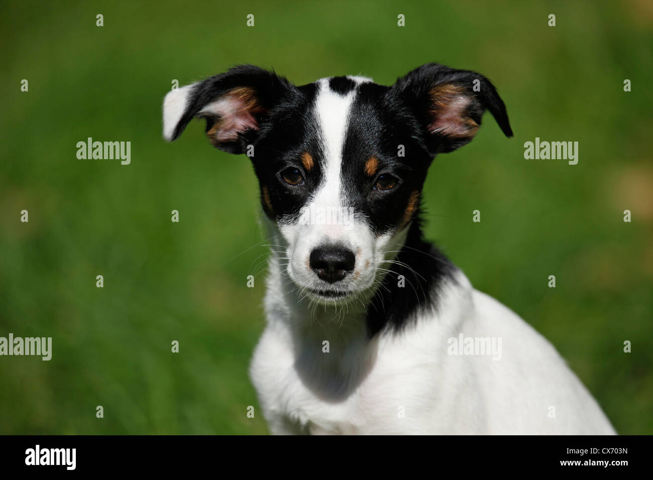 Mongrel dogs hi-res stock photography and images - Alamy