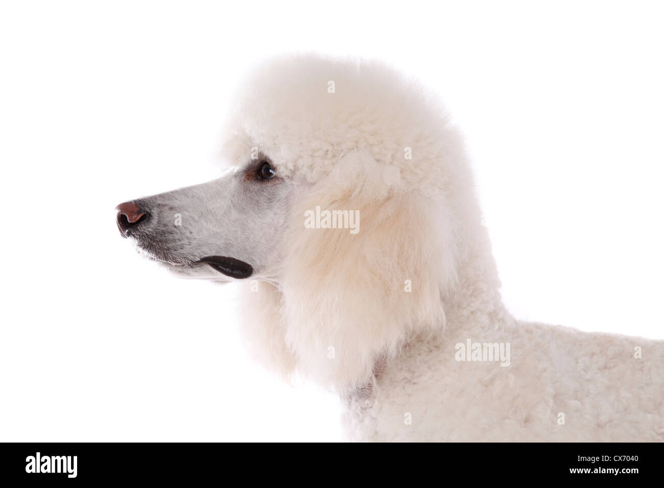 standard poodle portrait Stock Photo - Alamy