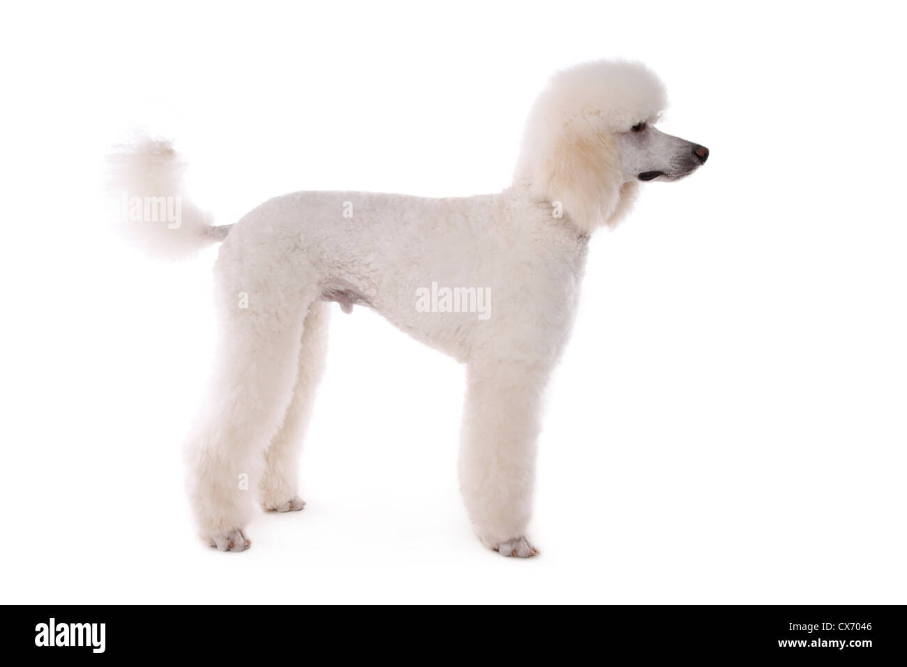 Poodle side profile hi-res stock photography and images - Alamy