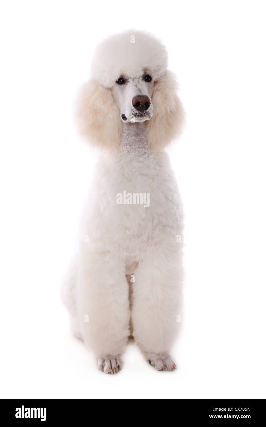 sitting standard poodle Stock Photo - Alamy