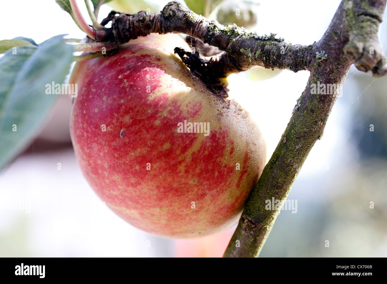 Tydeman's Michaelmas Red apple - Malus Domestica. UK variety a crossed ...