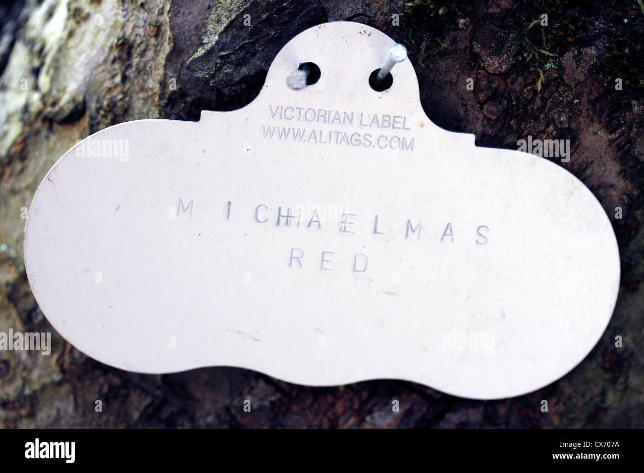 Tydeman's Michaelmas Red apple - Malus Domestica. Victorian metal tag ...