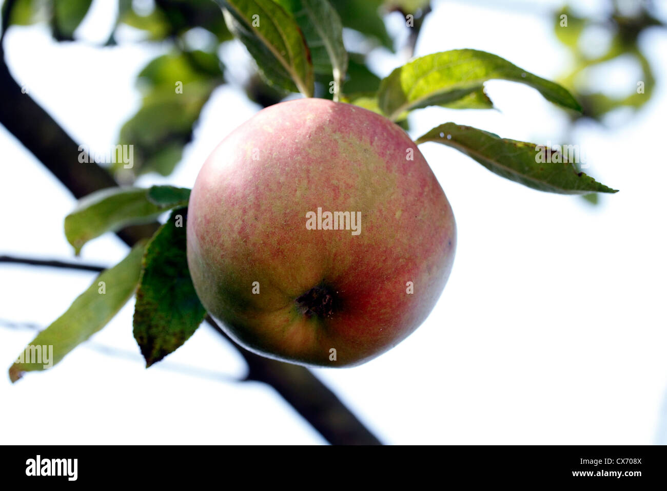 Tydeman's Michaelmas Red apple - Malus Domestica. UK variety a crossed ...