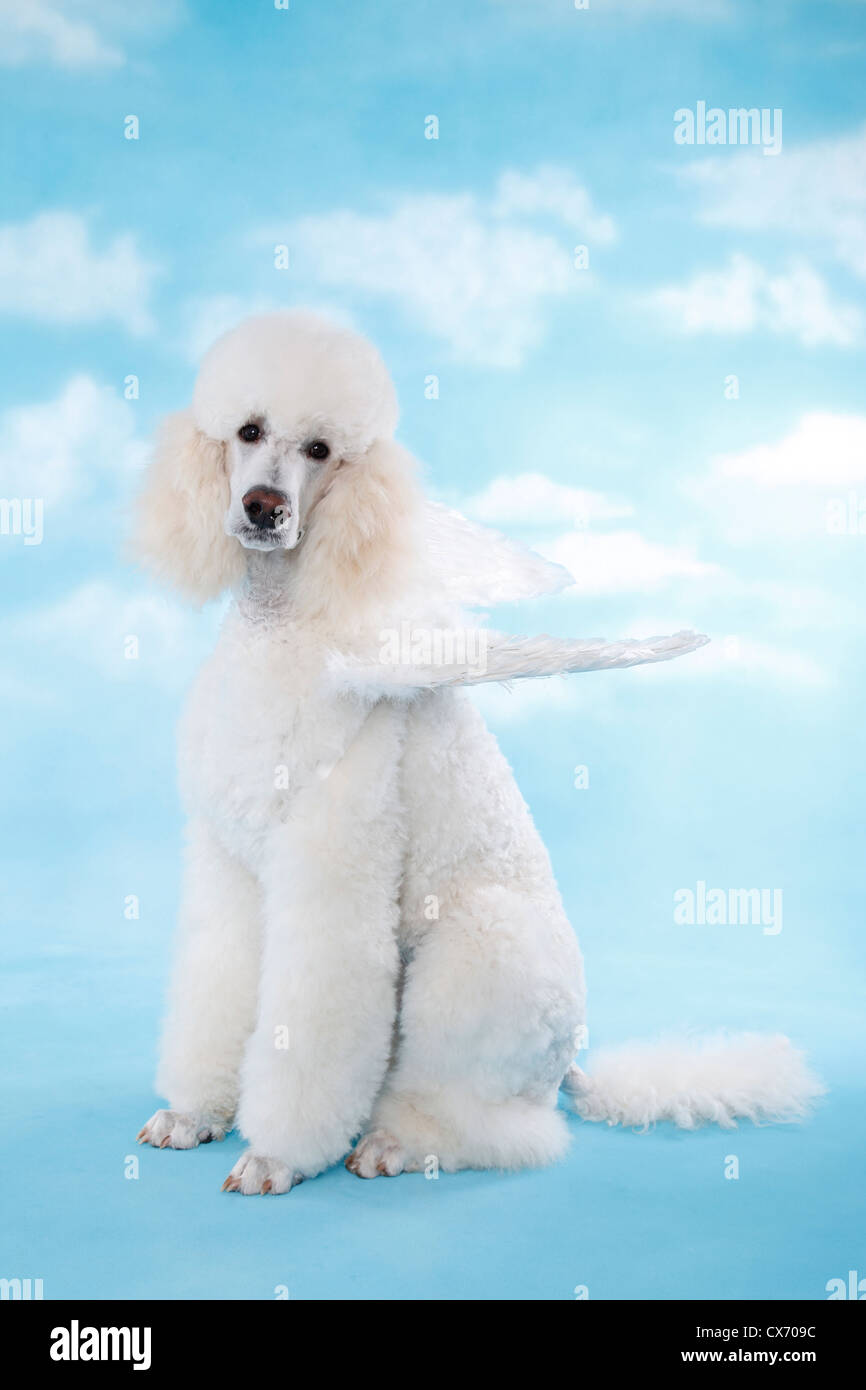 sitting standard poodle Stock Photo - Alamy