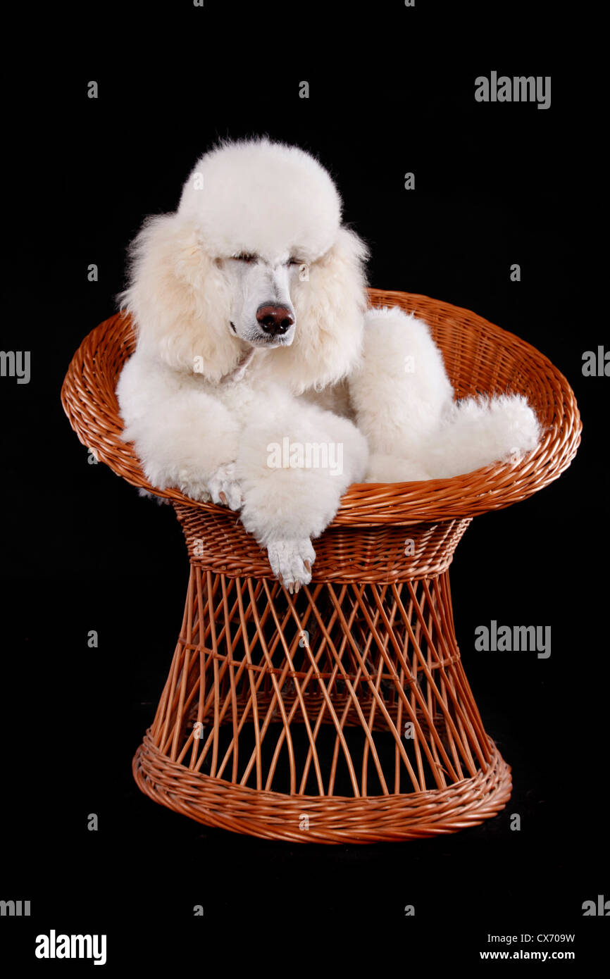 lying standard poodle Stock Photo - Alamy