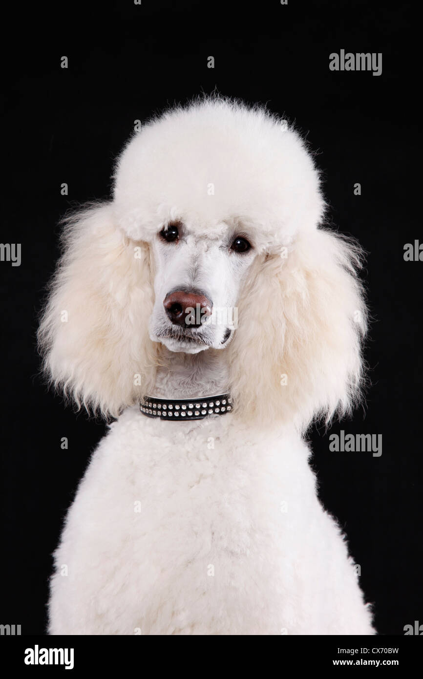 Standard medium size hi-res stock photography and images - Alamy