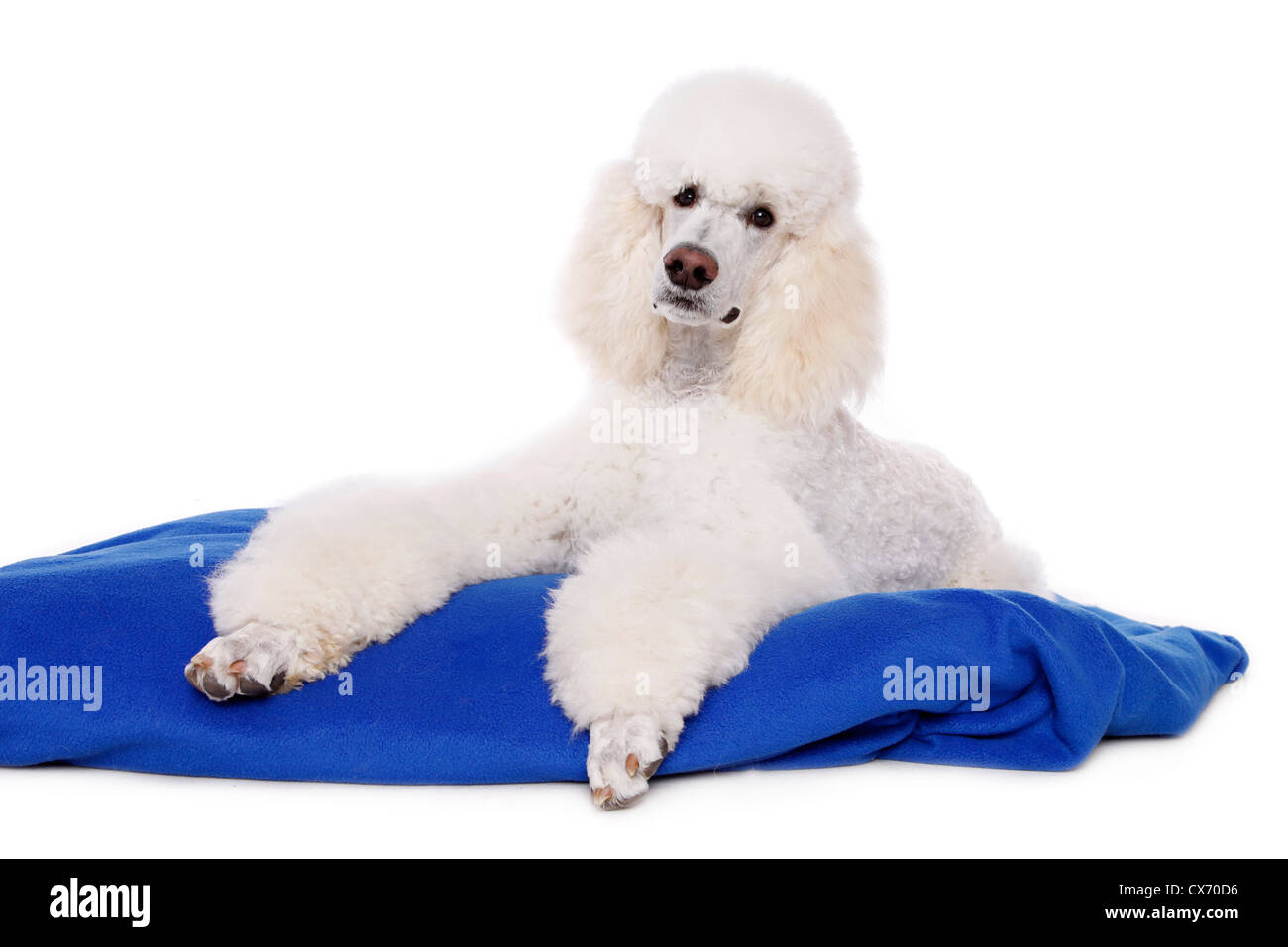 Side view poodle dog Cut Out Stock Images & Pictures - Alamy