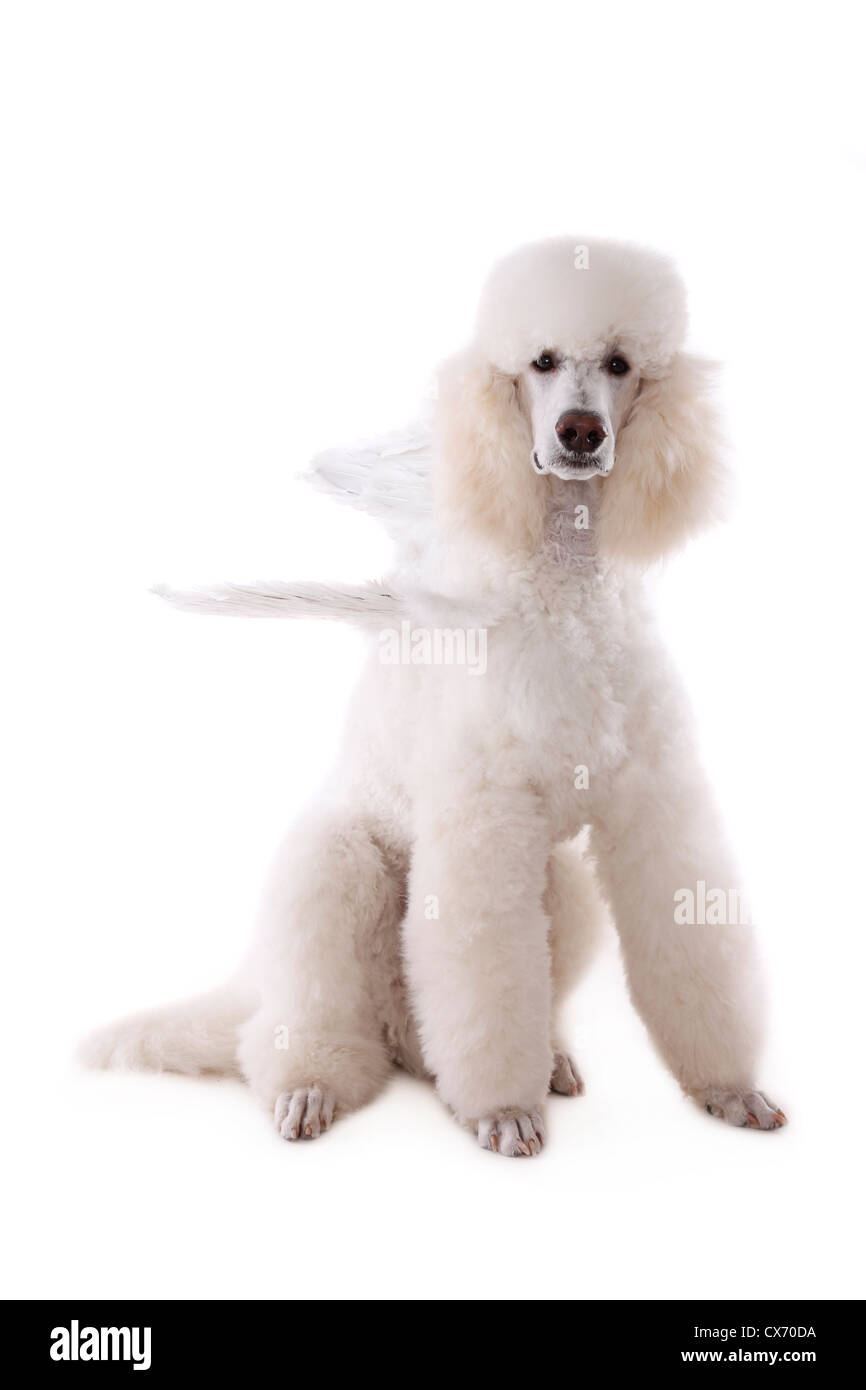 sitting standard poodle Stock Photo - Alamy