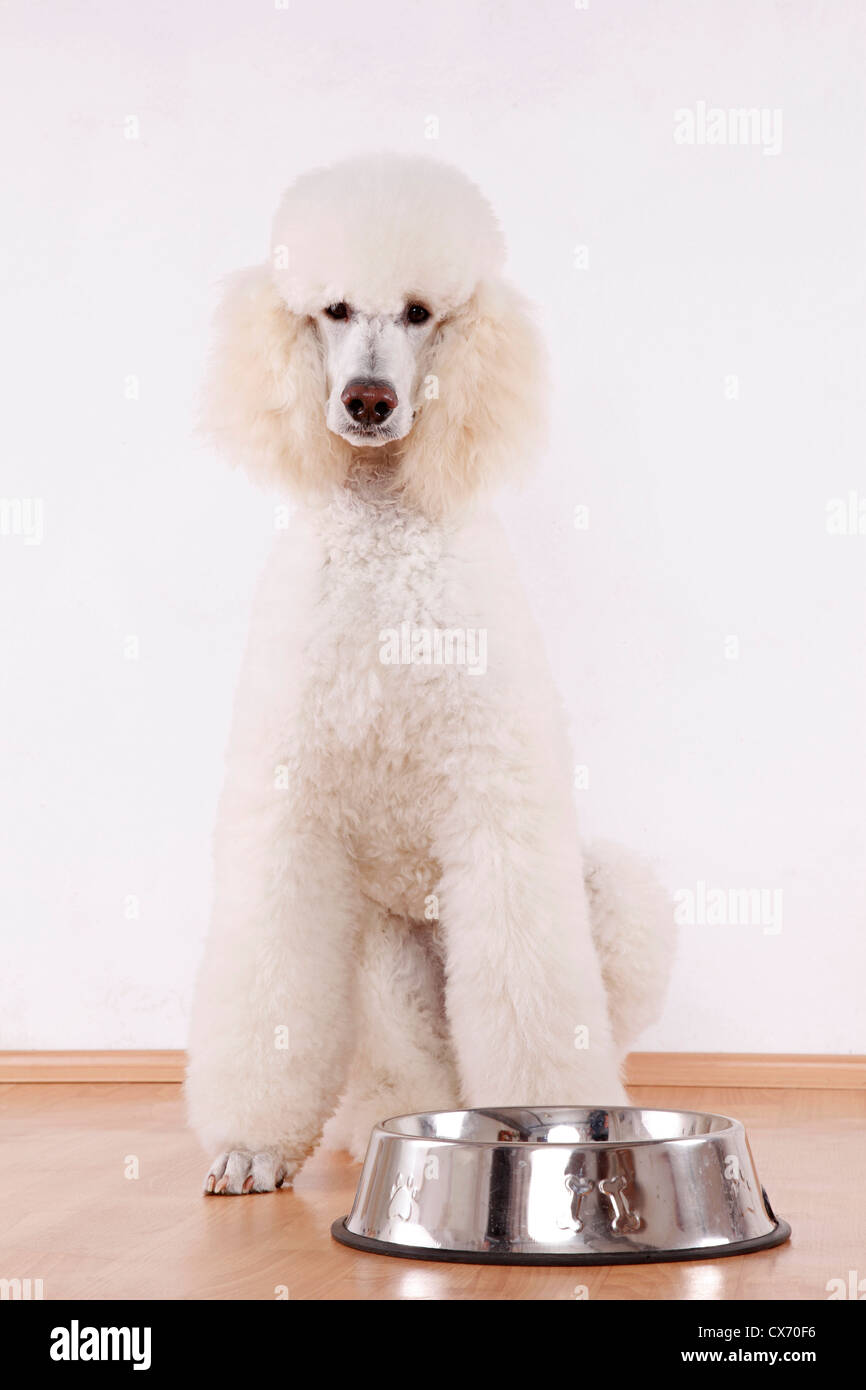 sitting standard poodle Stock Photo - Alamy