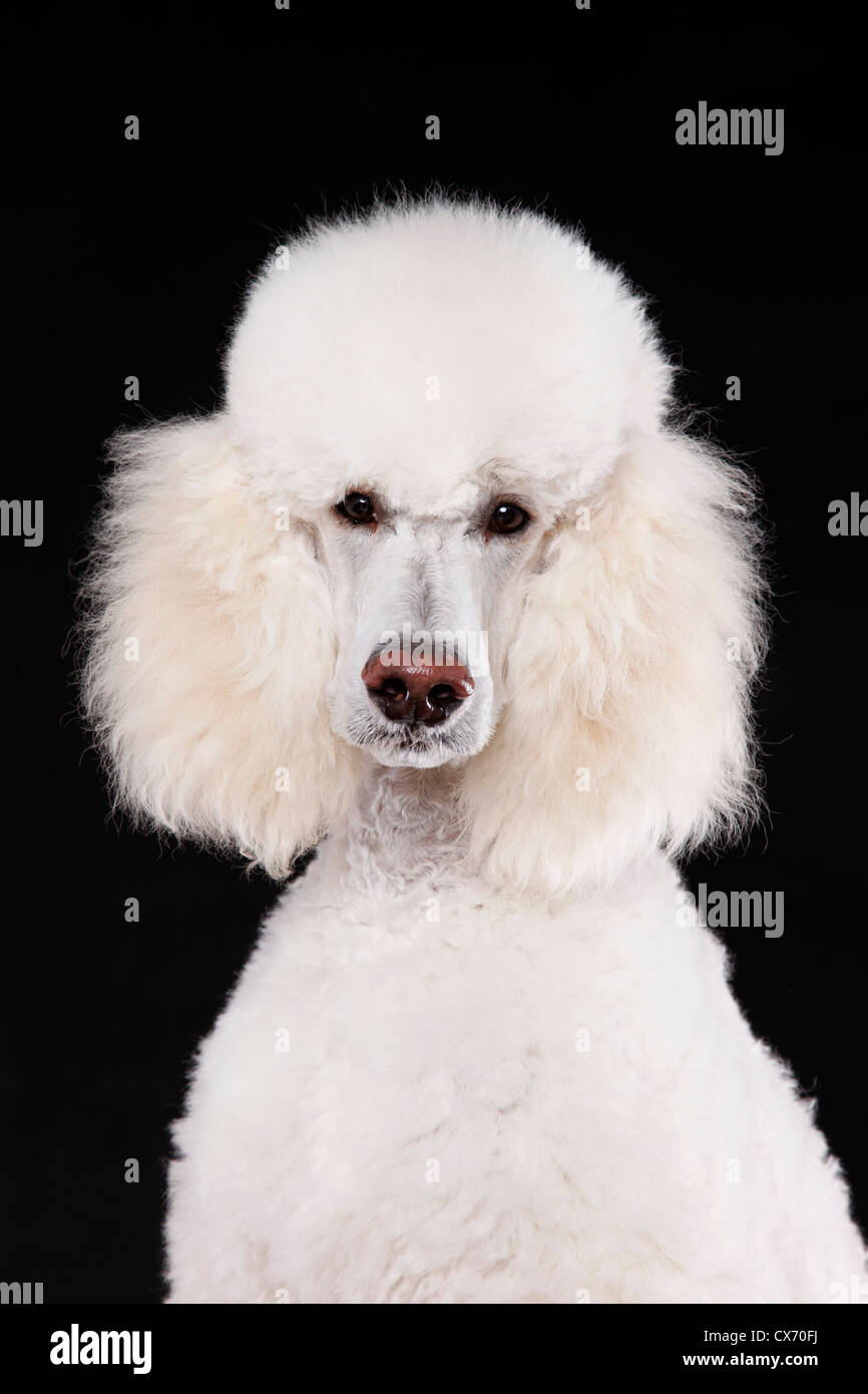 standard poodle portrait Stock Photo - Alamy