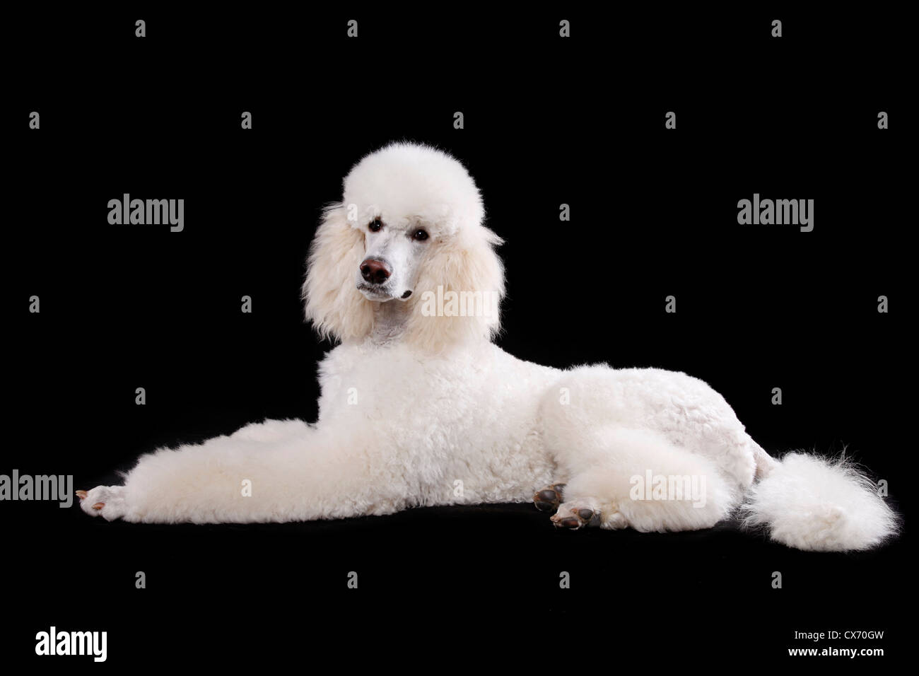 lying standard poodle Stock Photo - Alamy