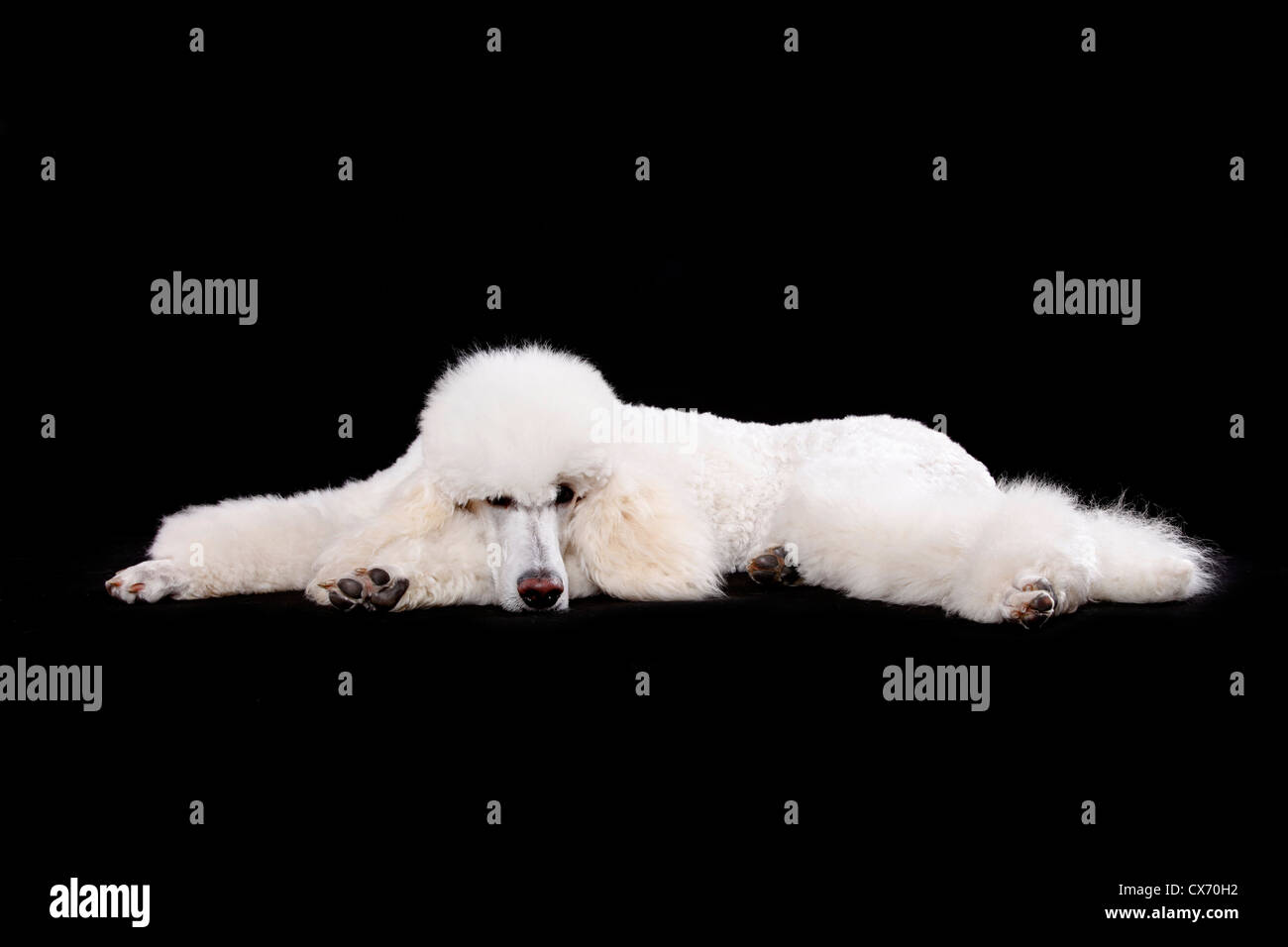 lying standard poodle Stock Photo - Alamy