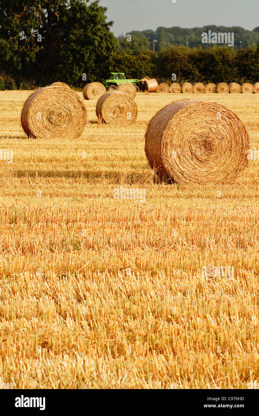 Freshly rolled golden hay bales in farmers recently harvested ...