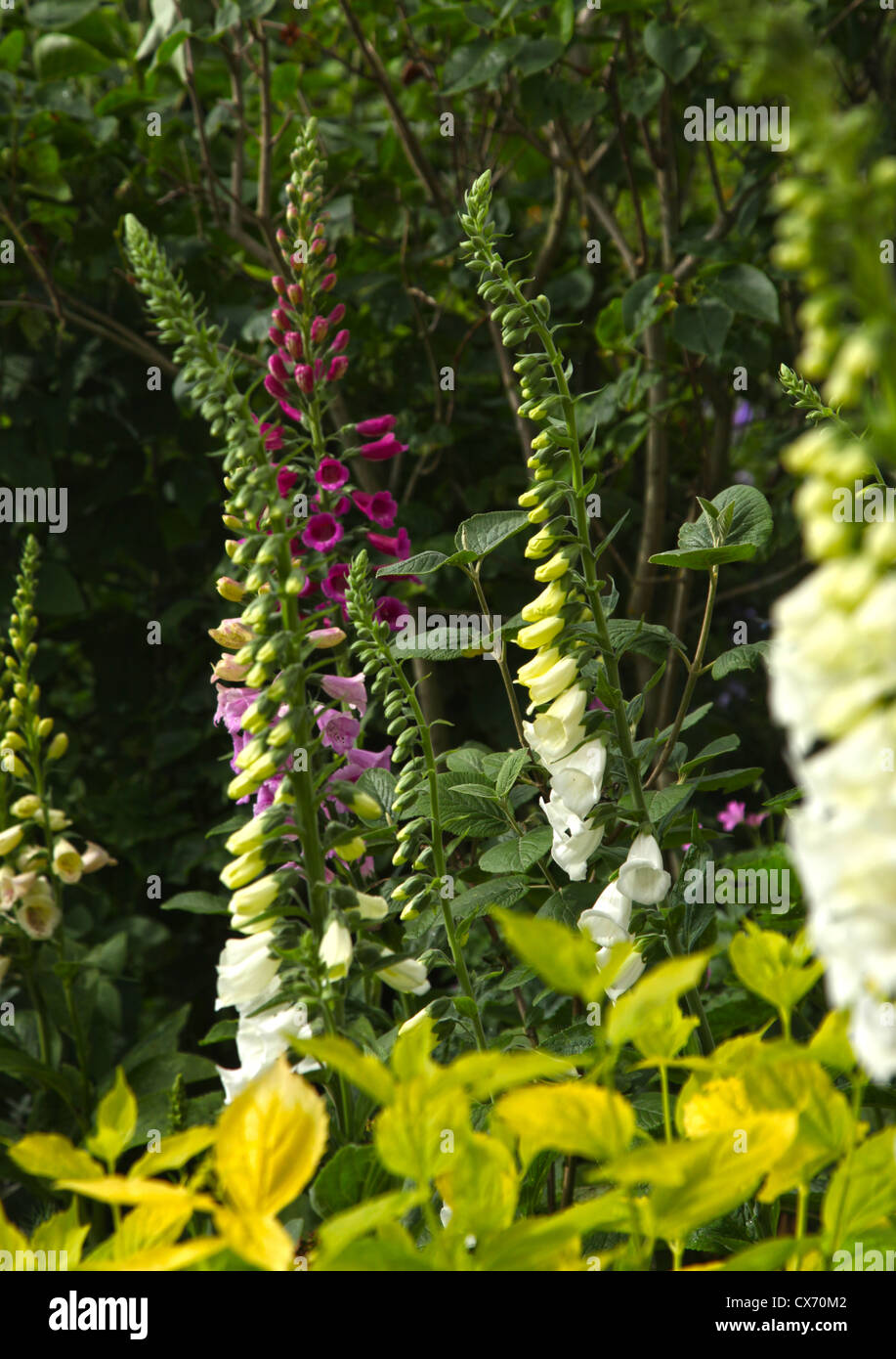 White foxgloves border hi-res stock photography and images - Alamy
