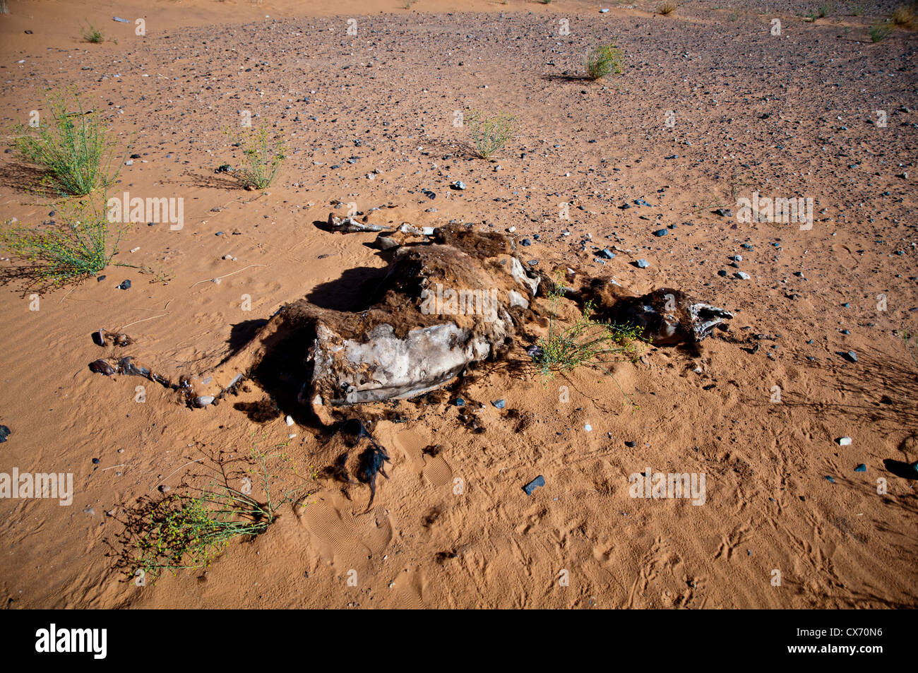Dead camel rotting in the Sahara Desert Stock Photo - Alamy