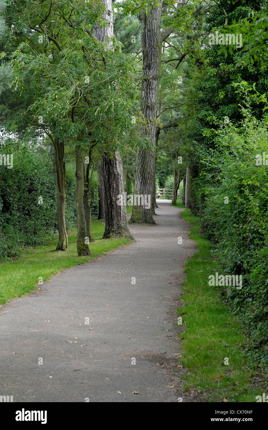 treelined tarmac pathway england uk Stock Photo - Alamy