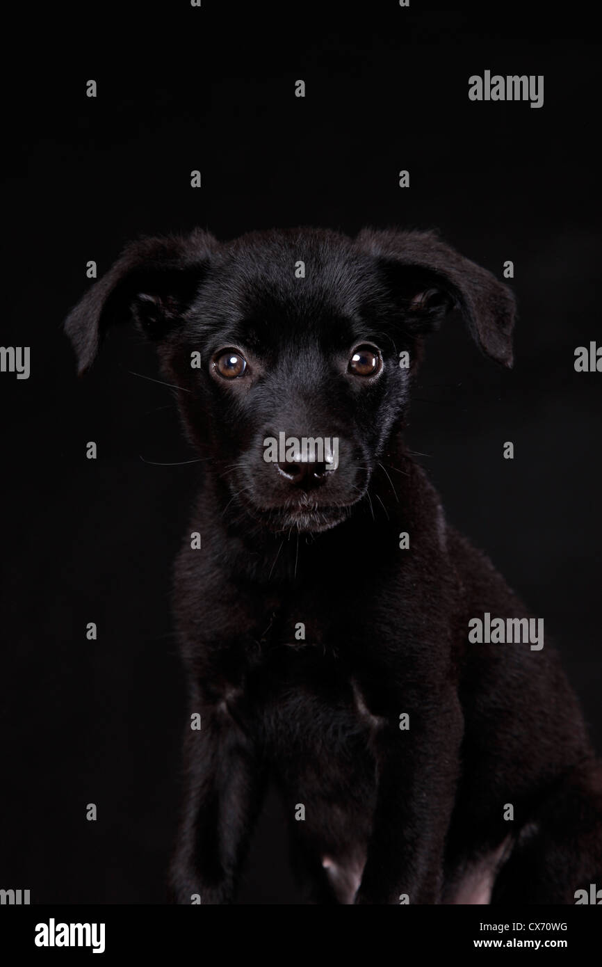 Mongrel pedigree hi-res stock photography and images - Alamy