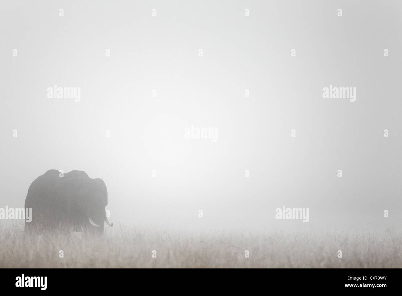 African elephant in the morning mist Stock Photo - Alamy