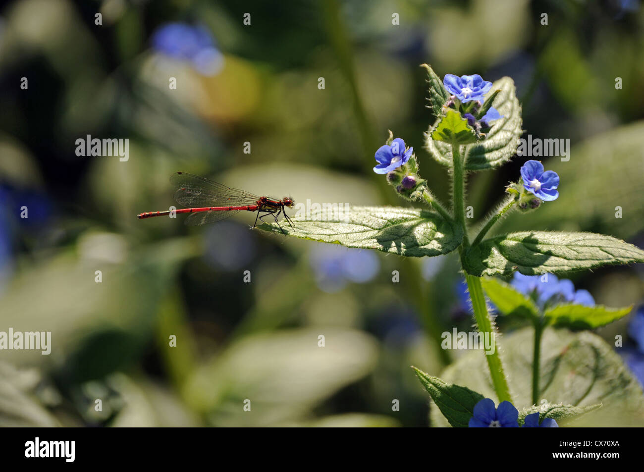 Colourful stick insect hi-res stock photography and images - Alamy