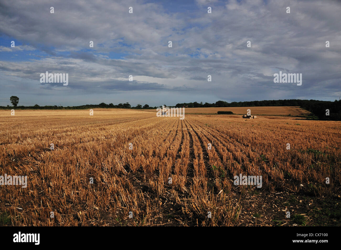 Norfolk farming hi-res stock photography and images - Alamy