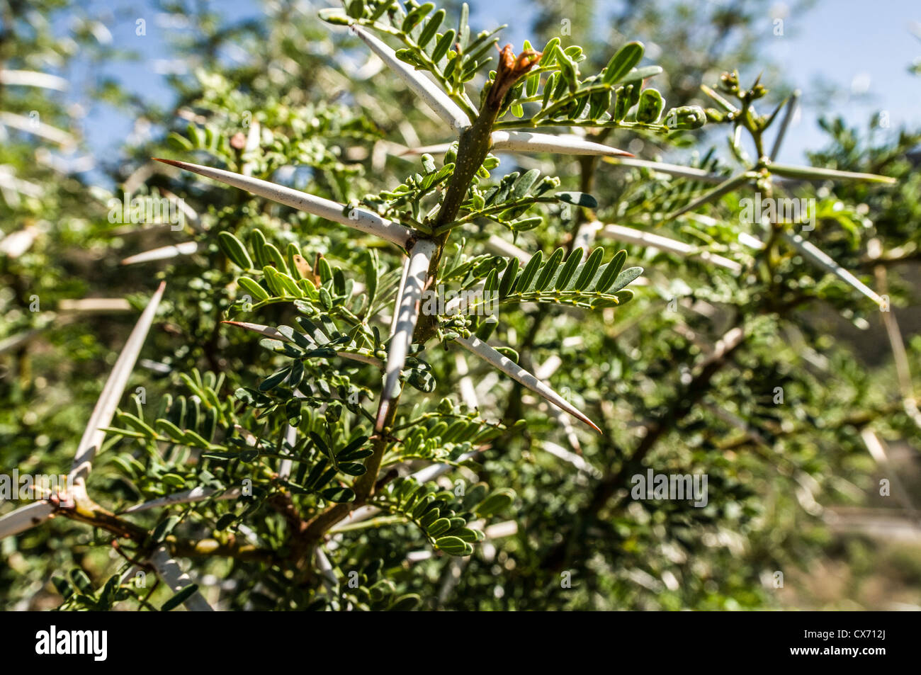 Karoo thorn hi-res stock photography and images - Alamy