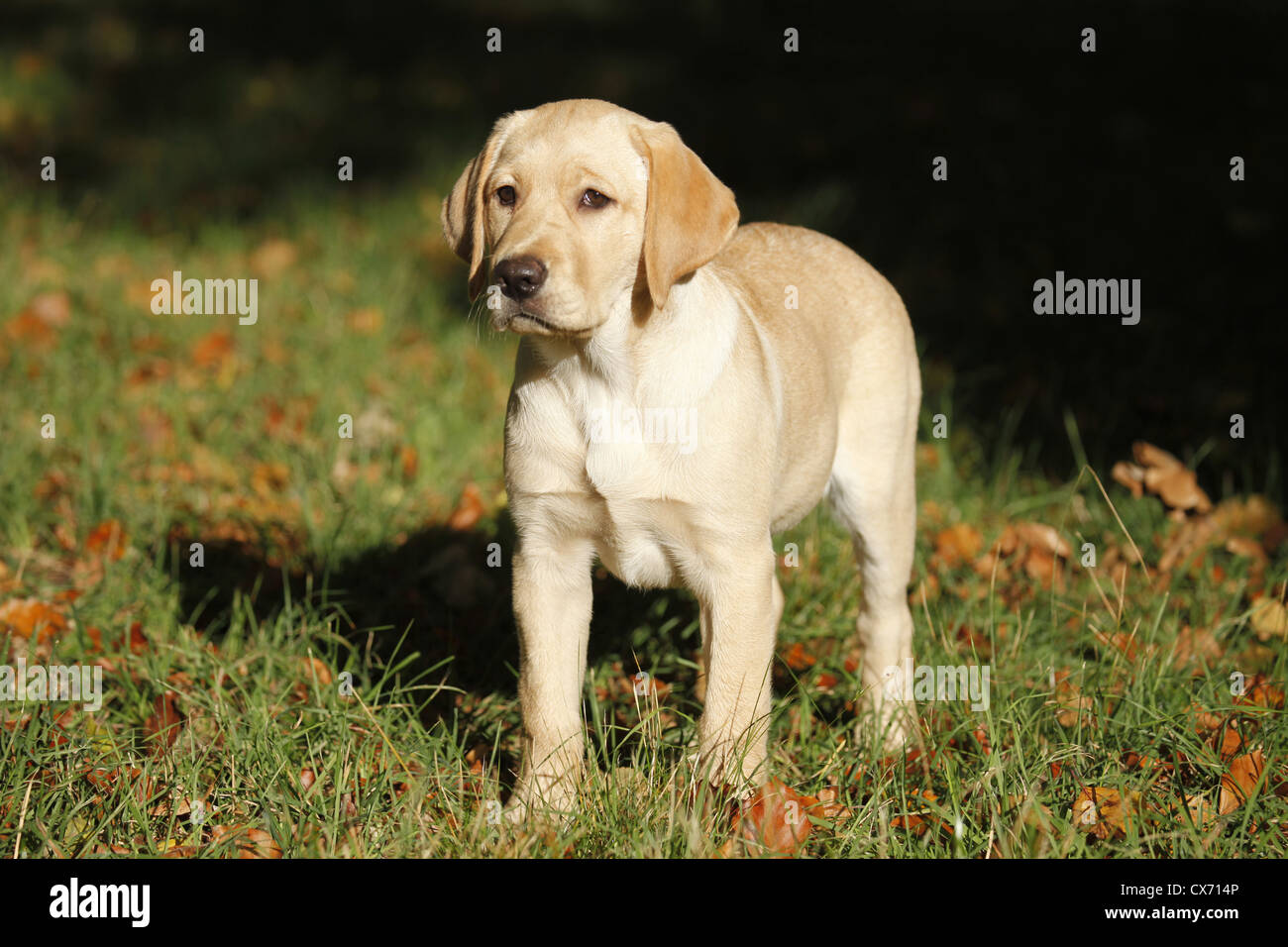 Labrador Retriever Puppy Stock Photo - Alamy