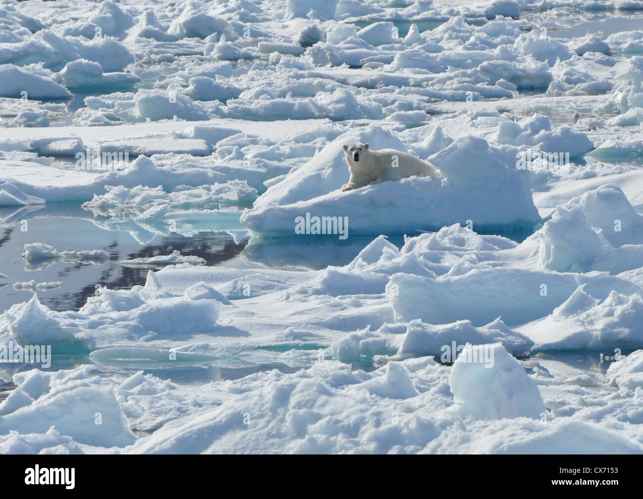 Ice bear floating ice hi-res stock photography and images - Alamy