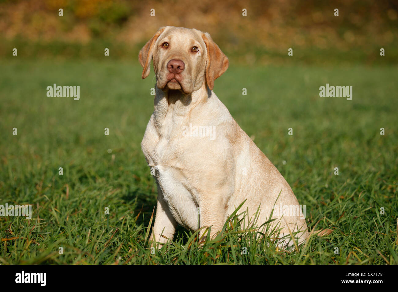 young Labrador Retriever Stock Photo - Alamy