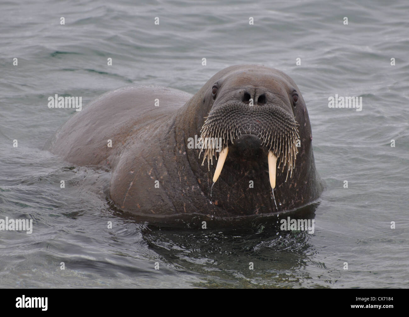 Cub walrus hi-res stock photography and images - Alamy