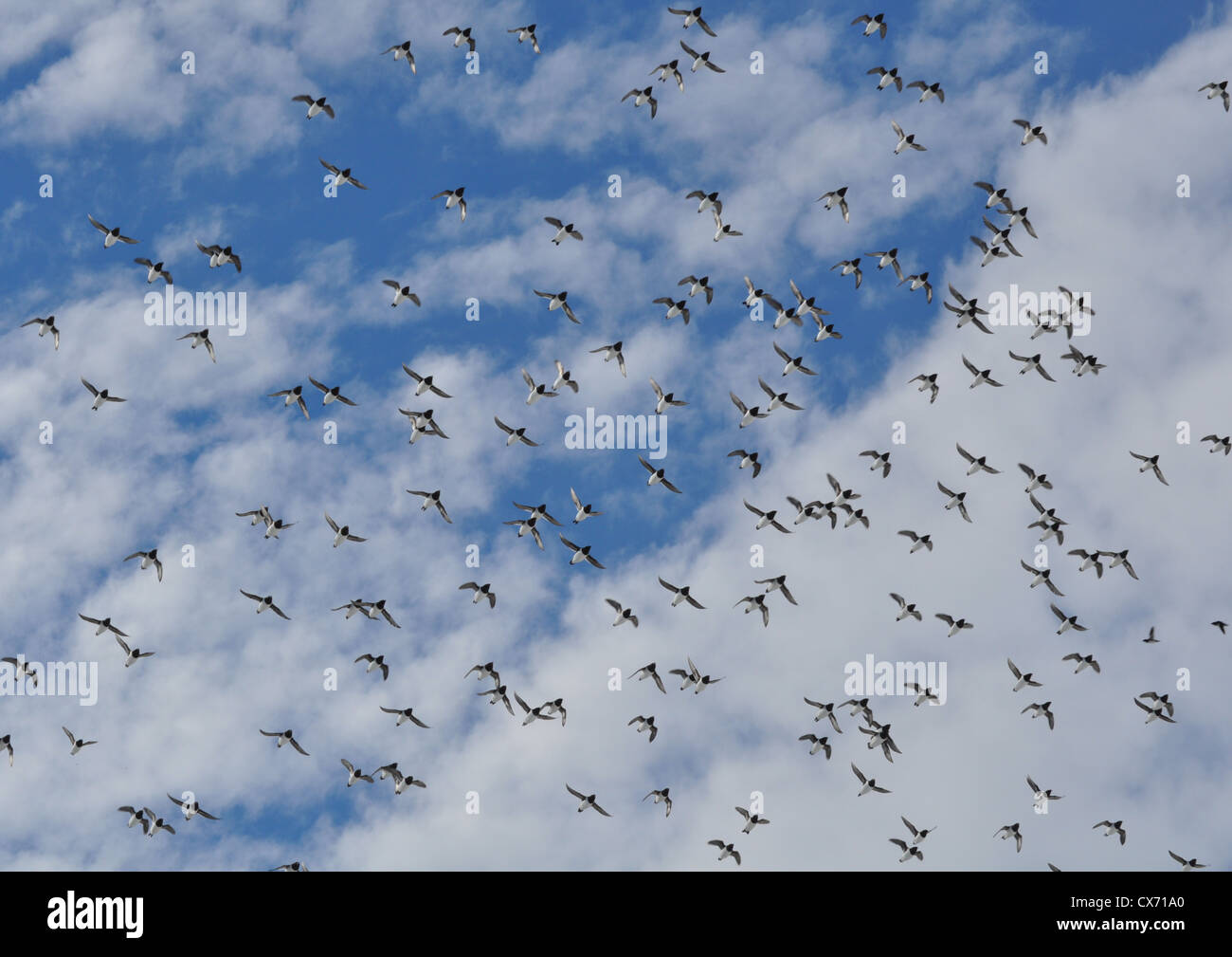 Little Auks in flight at colony in Spitsbergen, Svalbard Stock Photo ...