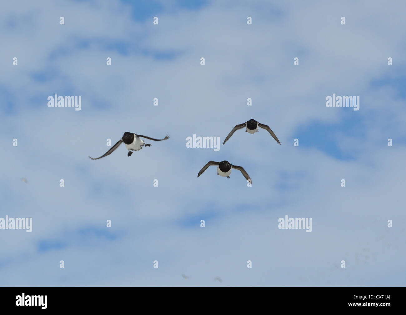 Auk bird hi-res stock photography and images - Alamy