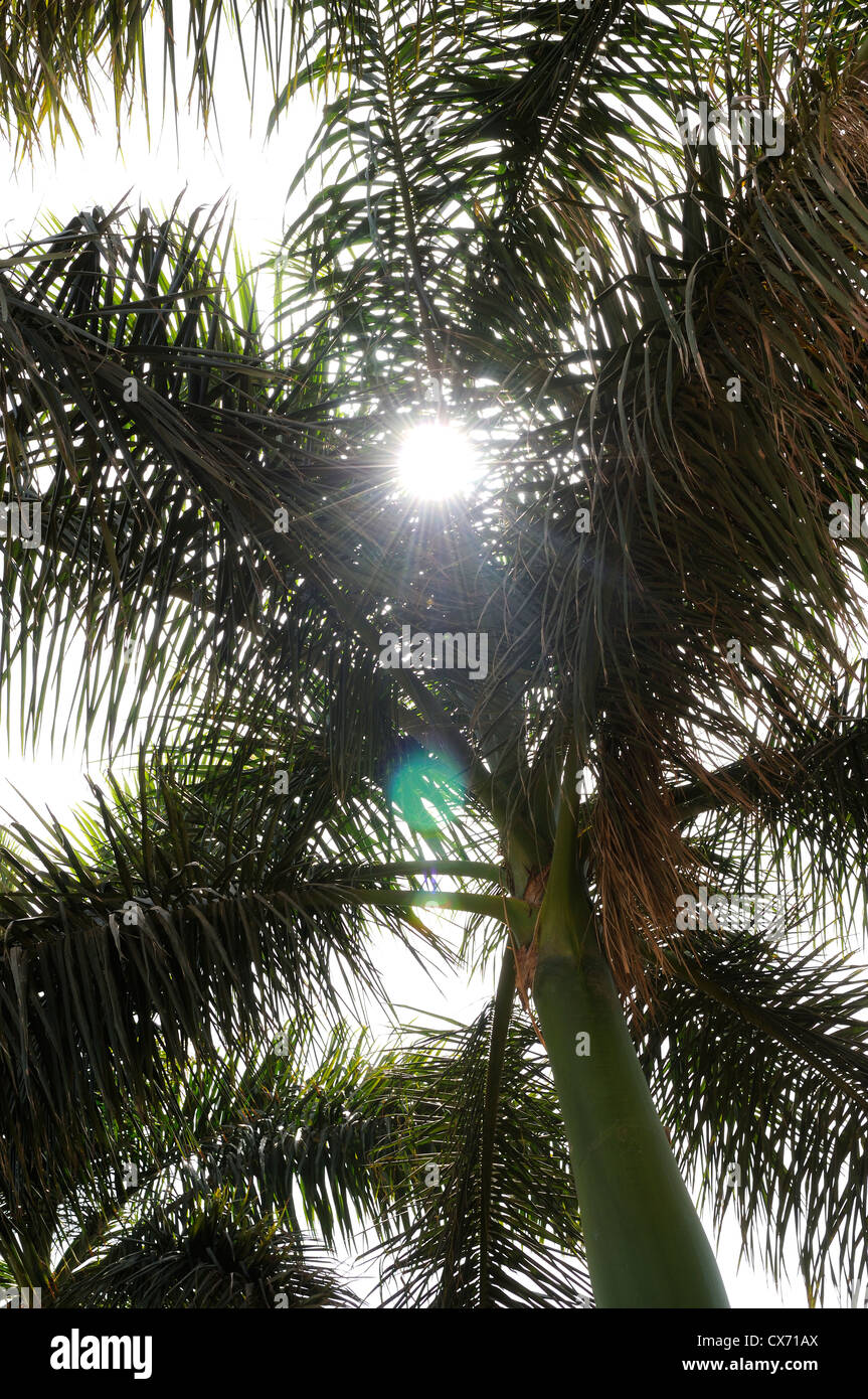 Sun Coming Through the Leaves Stock Photo - Alamy