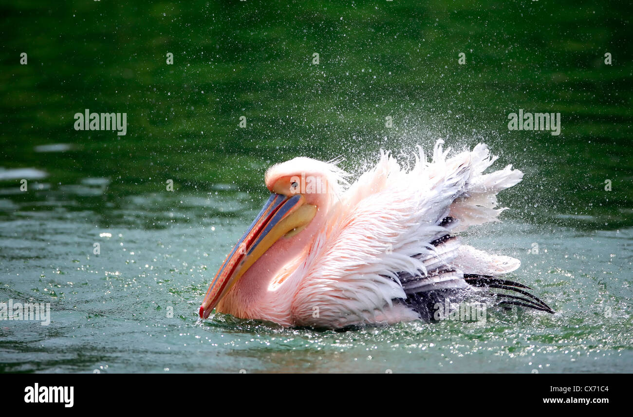 Animals birds splashing in water hi-res stock photography and images ...