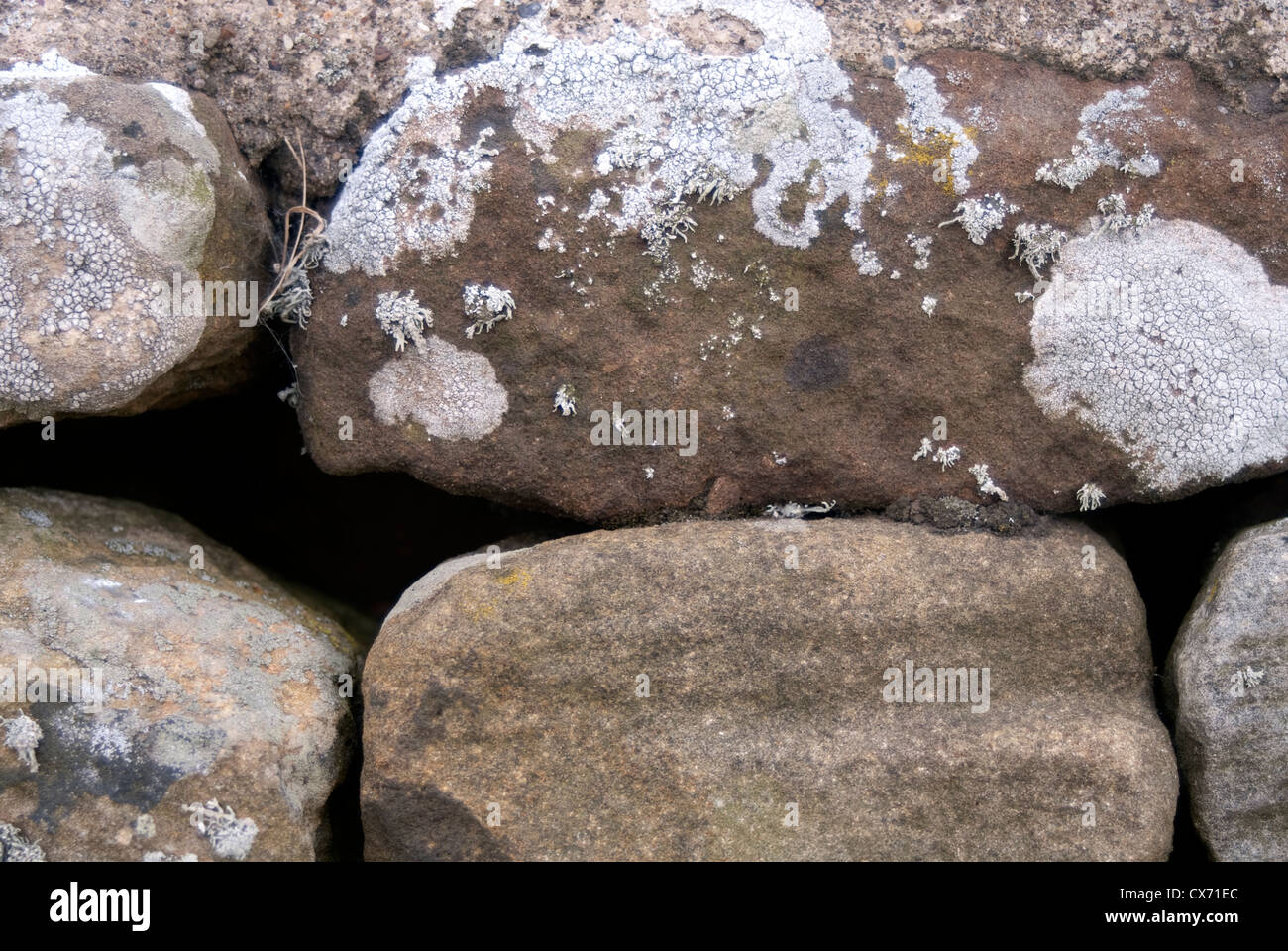 Lichen close up hi-res stock photography and images - Alamy