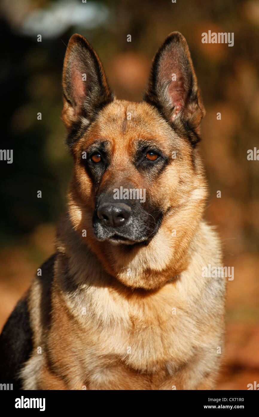 German Shepherd Portrait Stock Photo - Alamy