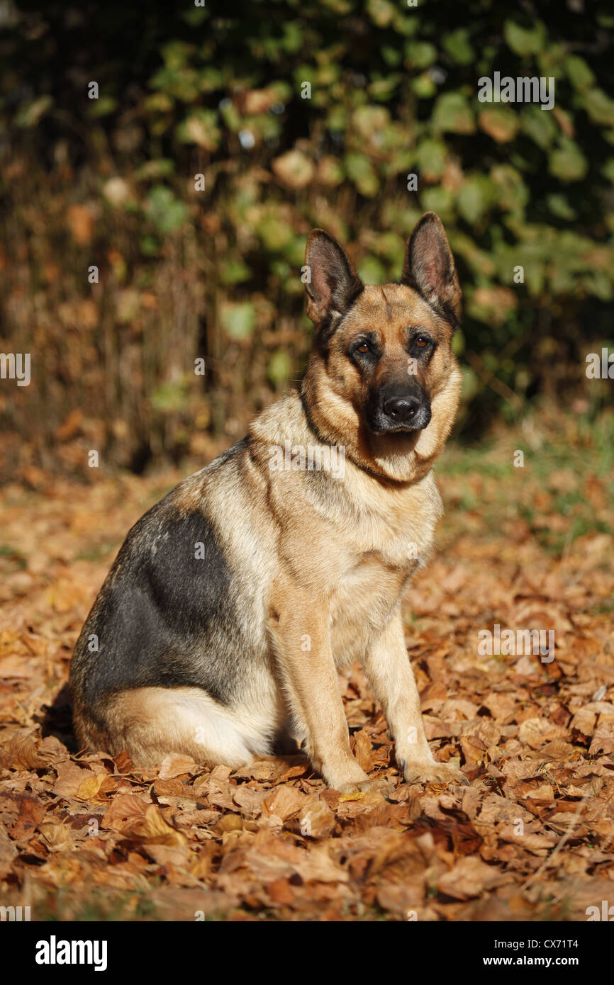 sitting German Shepherd Stock Photo - Alamy