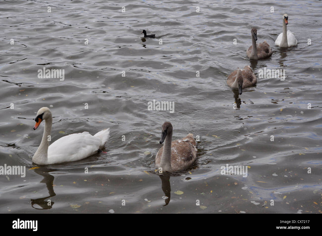 Bevy of swans hi-res stock photography and images - Alamy
