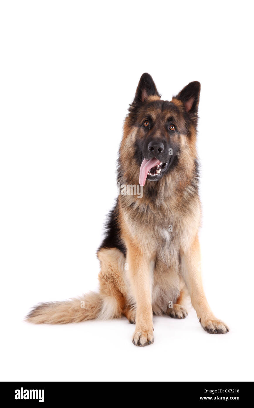 sitting German Shepherd Stock Photo - Alamy