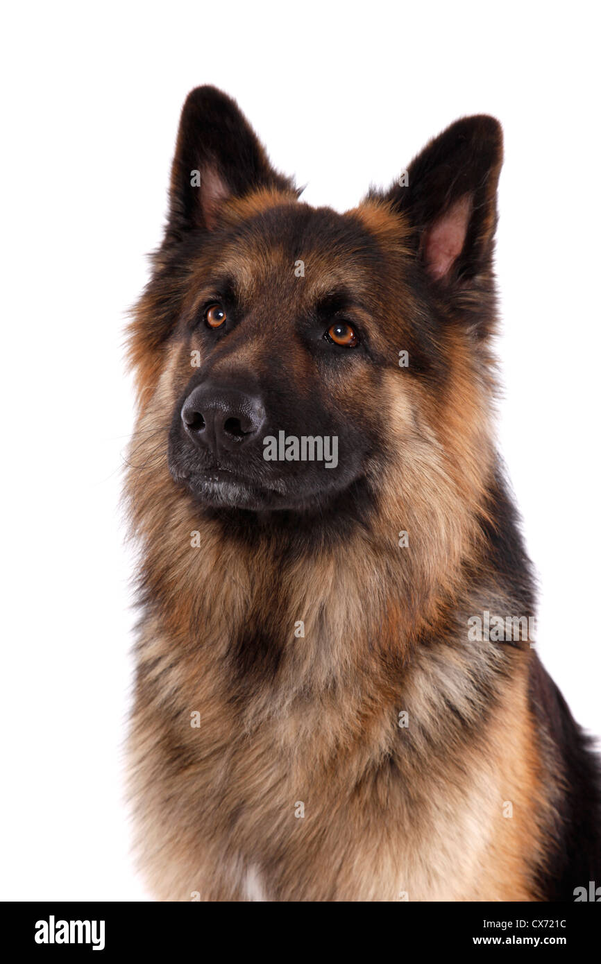 German Shepherd Portrait Stock Photo - Alamy