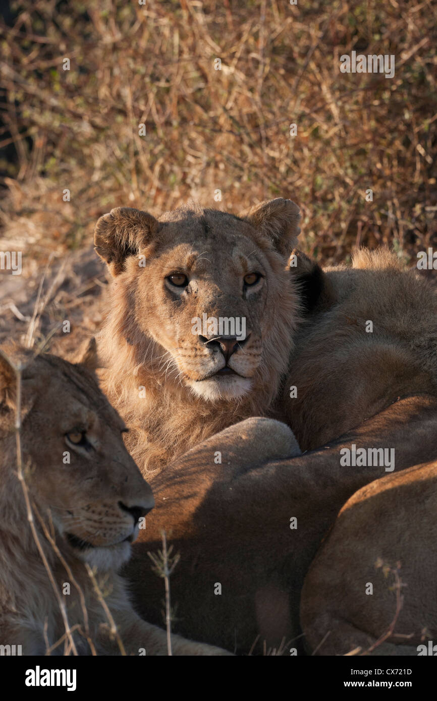 Okavango delta lion pride hi-res stock photography and images - Alamy