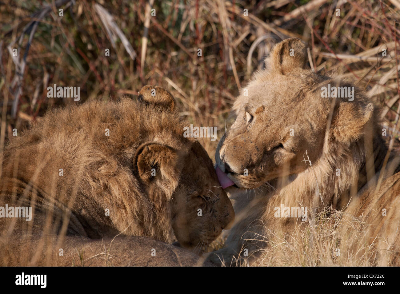 lion pride wild animal Okavango Delta Botswana Stock Photo - Alamy