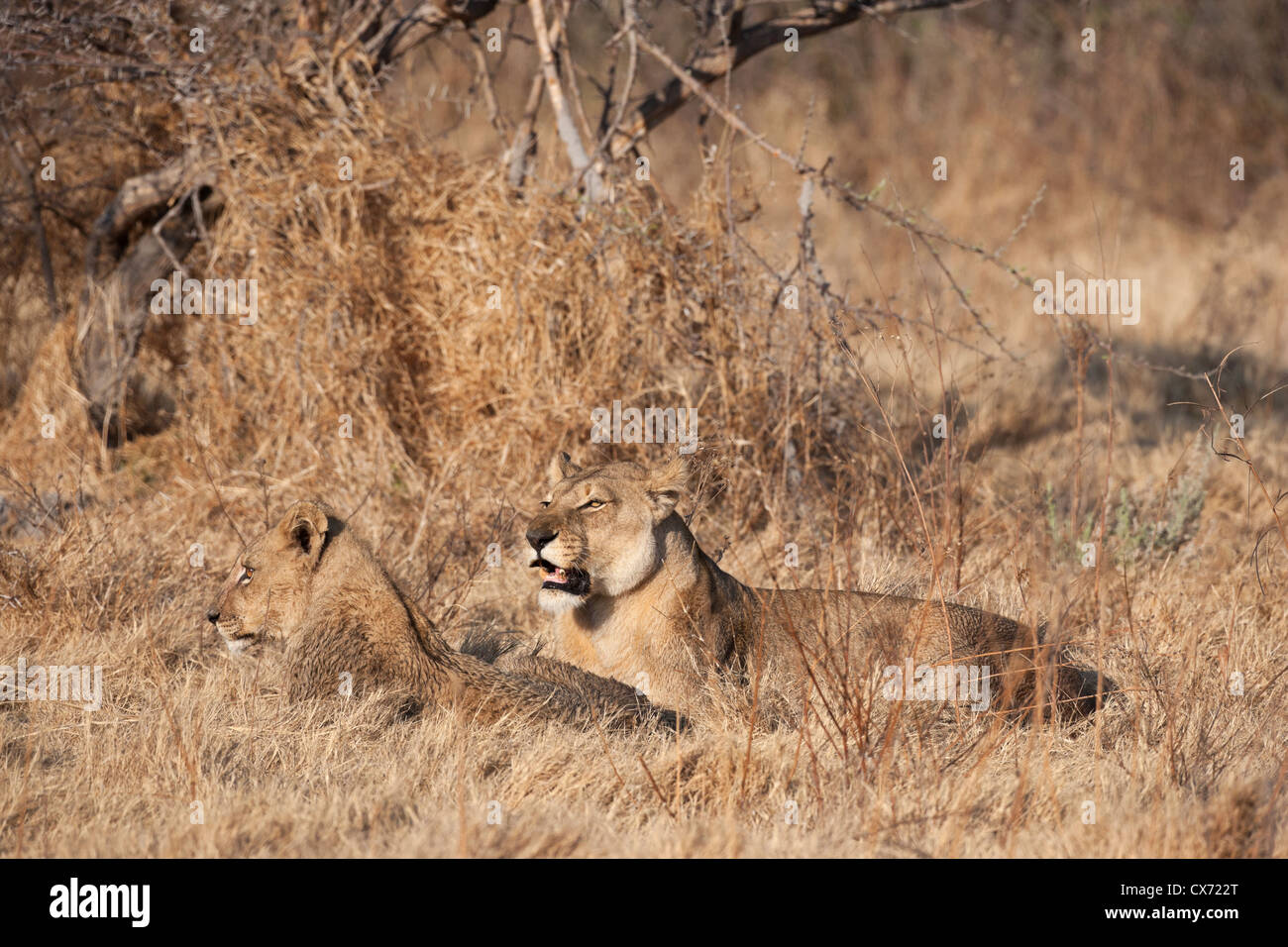 Okavango delta lion pride hi-res stock photography and images - Alamy