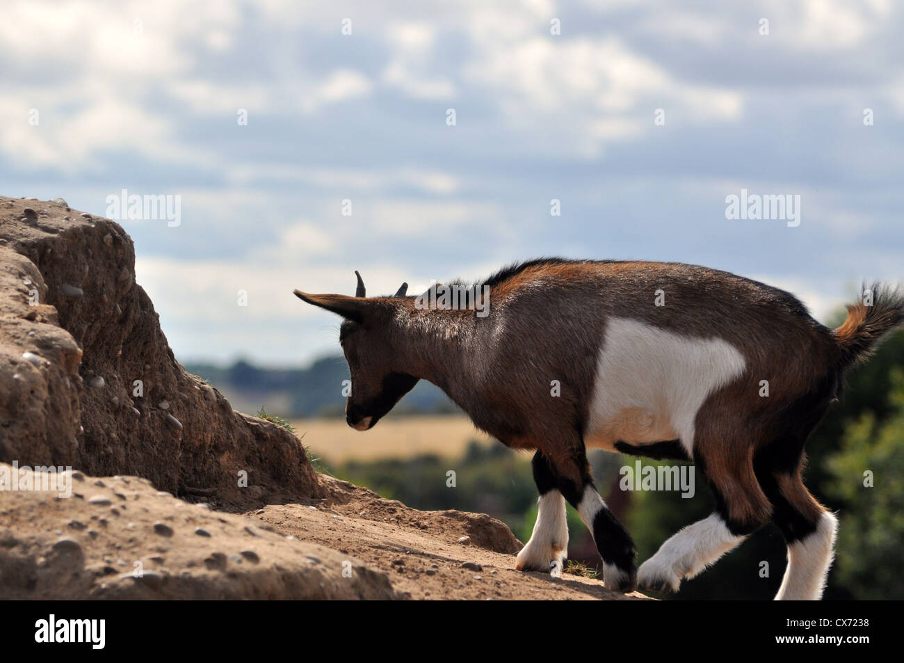 On A Goating Trek Stock Photo - Alamy