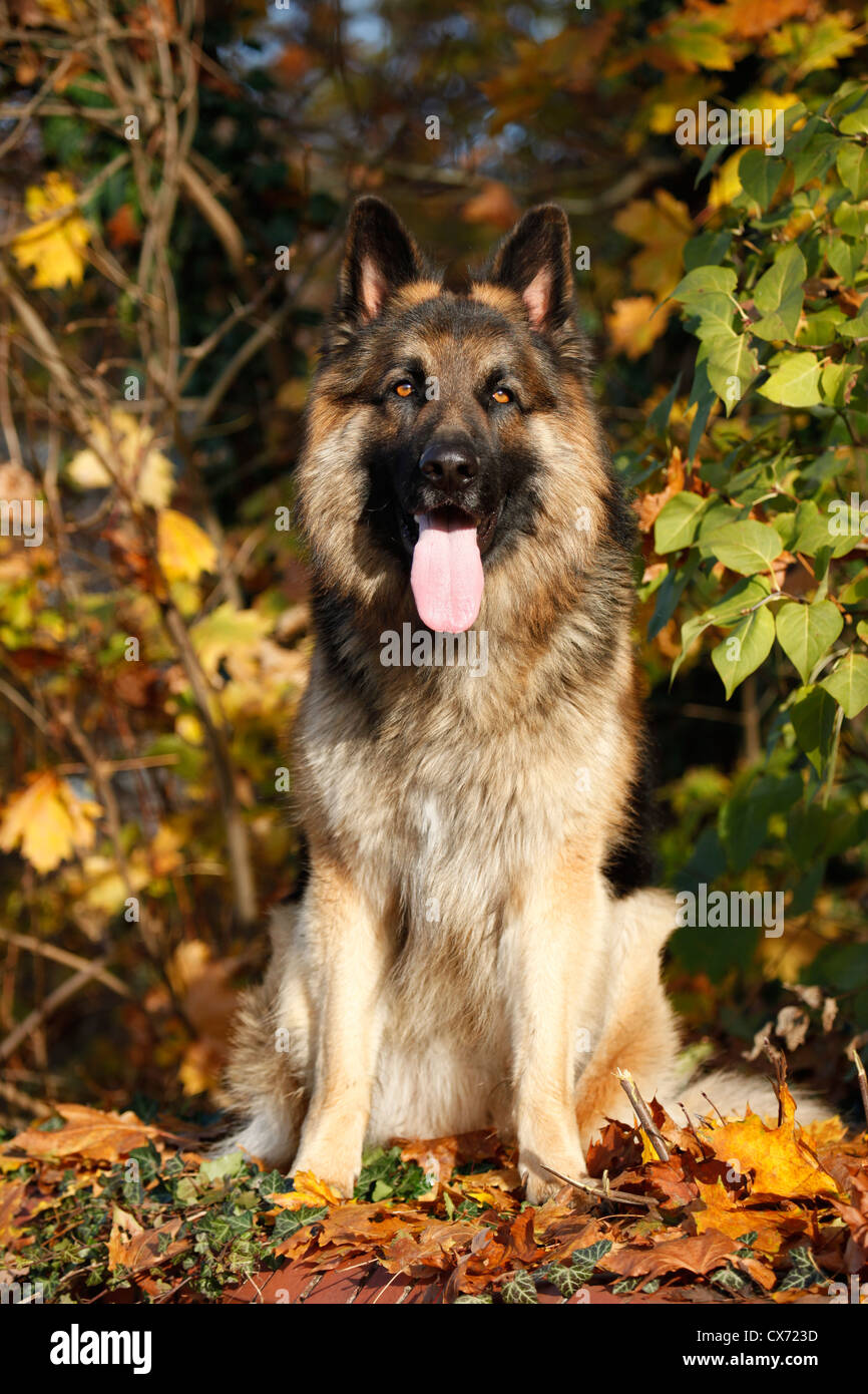 sitting German Shepherd Stock Photo - Alamy